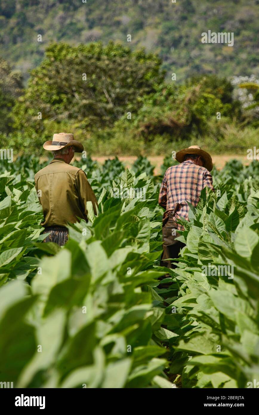 Cigar fields hi-res stock photography and images - Alamy