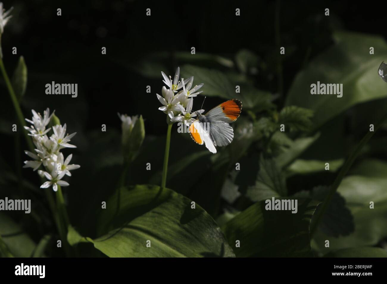 orange tip butterfly Stock Photo - Alamy