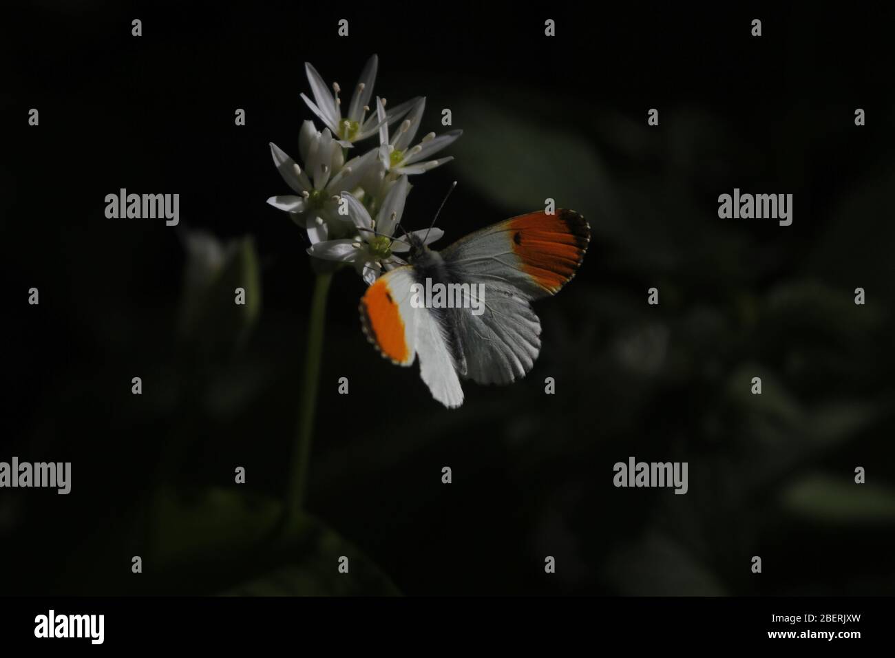 orange tip butterfly Stock Photo - Alamy