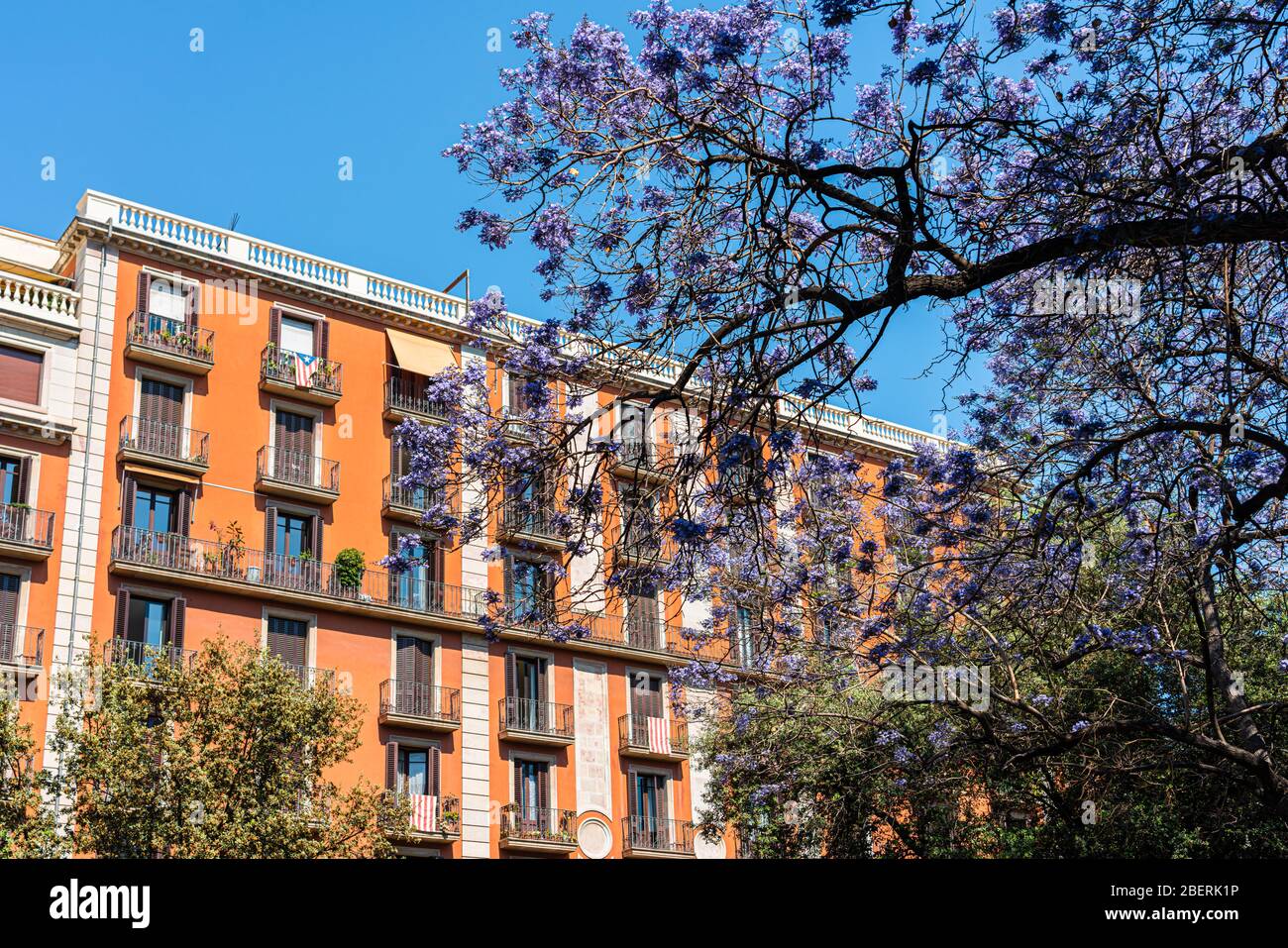 Purple Flowering Trees In The Center Of Barcelona City In Spain Stock ...