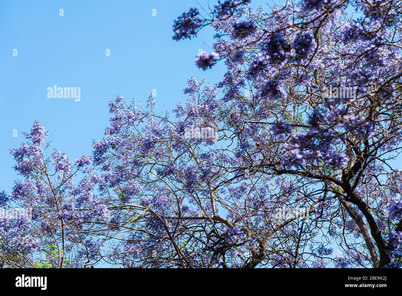 Purple Flowering Trees In The Center Of Barcelona City In Spain Stock ...
