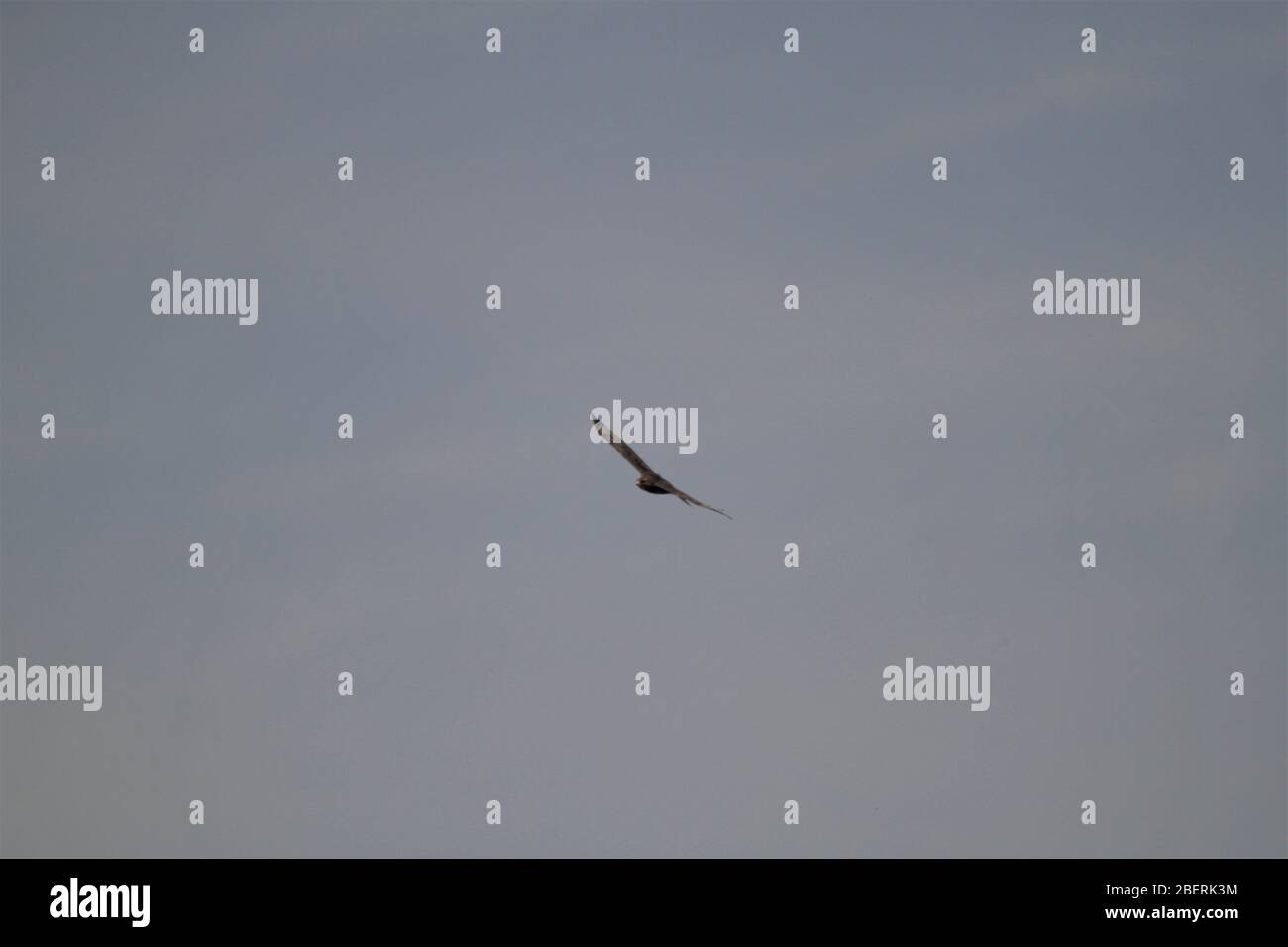 Buzzard silhouette hi-res stock photography and images - Alamy