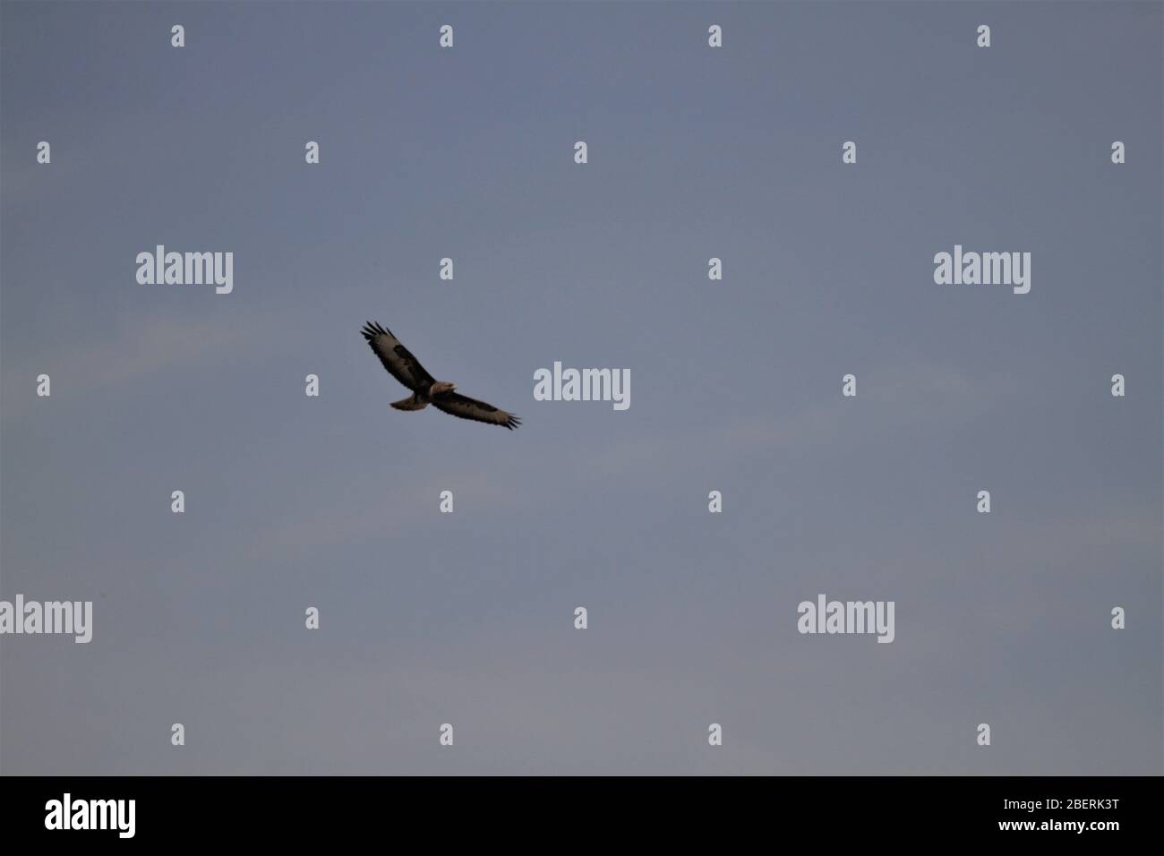 Buzzard flying circling hi-res stock photography and images - Alamy