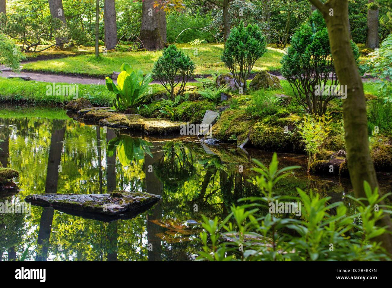 Japanese Flowering Fern High Resolution Stock Photography and Images ...