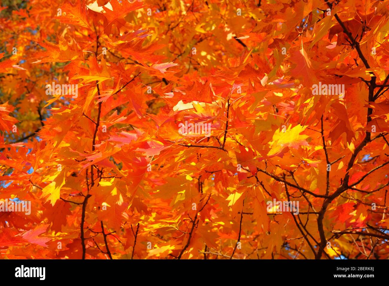 Orange leaves in nature. Oak red foliage. Fall forest. Autumn ...