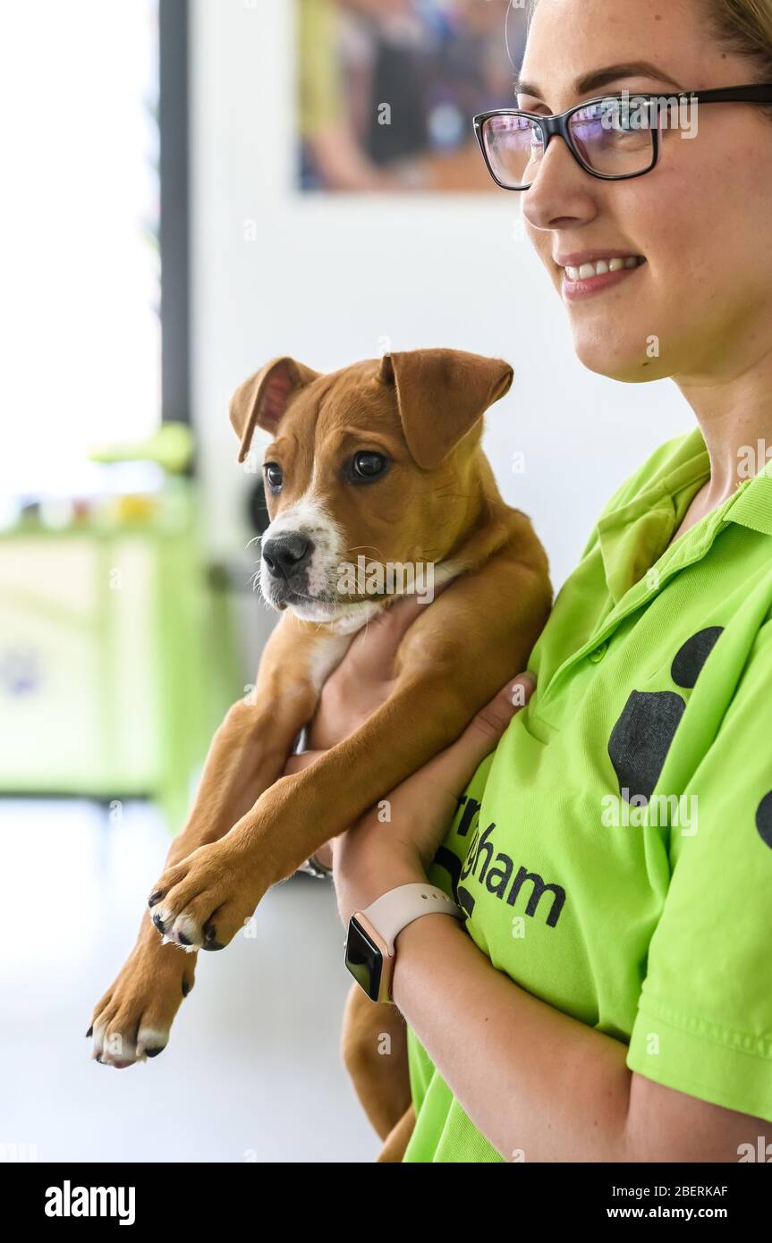 Family of stray dogs hi-res stock photography and images - Alamy