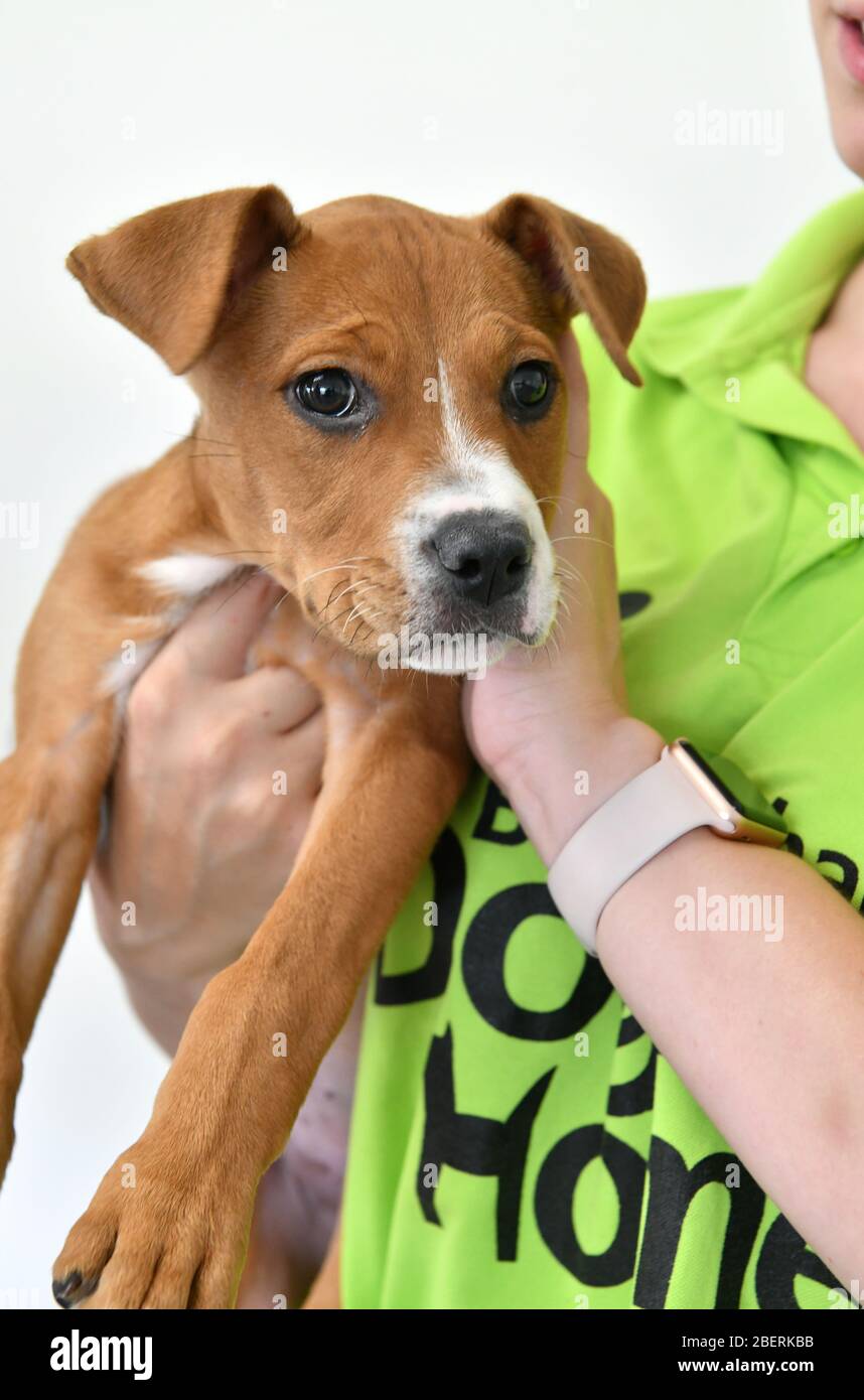 Homeless dogs hi-res stock photography and images - Alamy