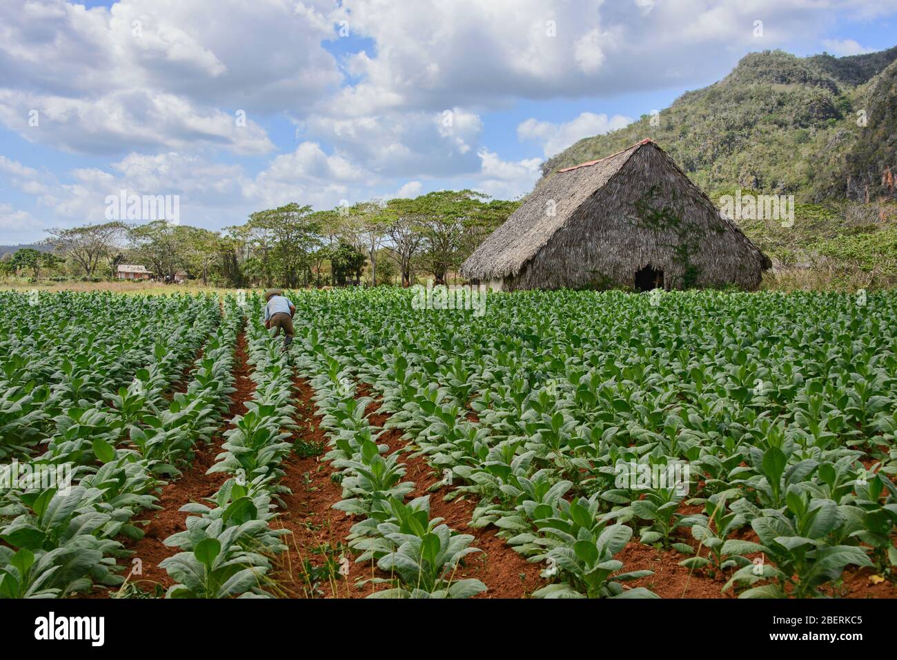 Tobacco fields, Viñales, Cuba Stock Photo - Alamy