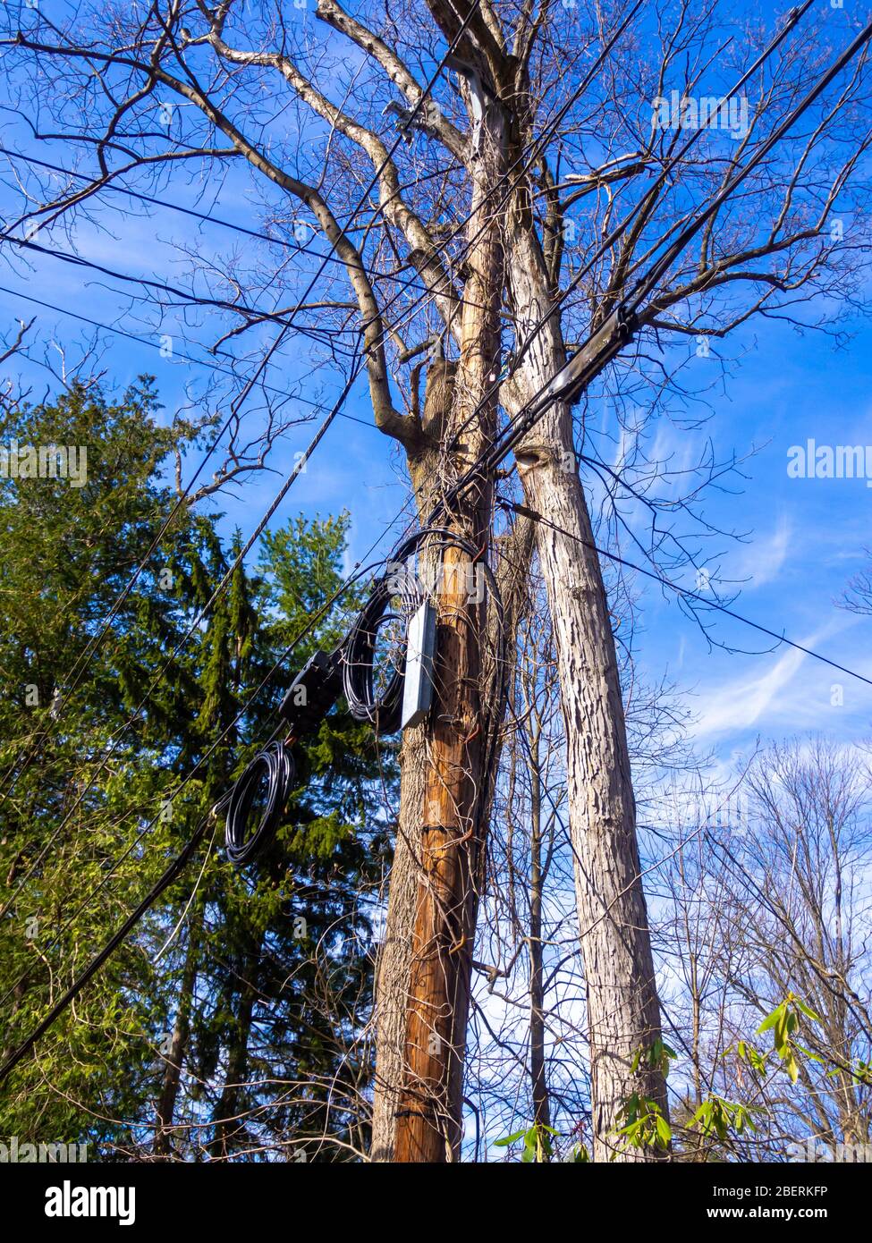 electric and Internet fiber lines on poles and trees in North America ...