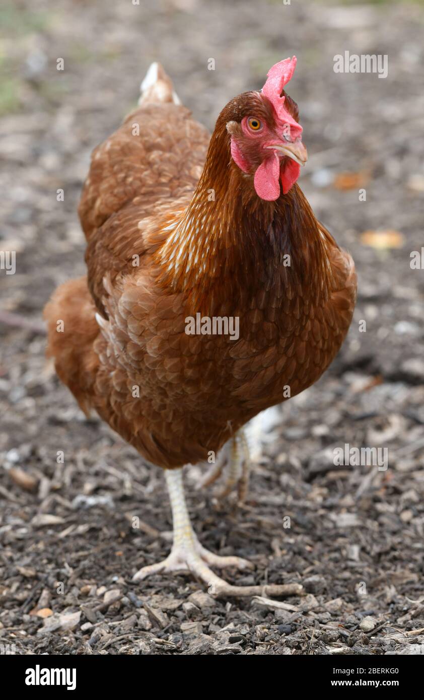 Rubber chickens hi-res stock photography and images - Alamy
