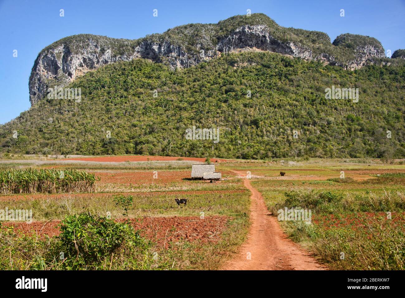 Tobacco farm landscape in the Valley of Viñales, Cuba Stock Photo - Alamy