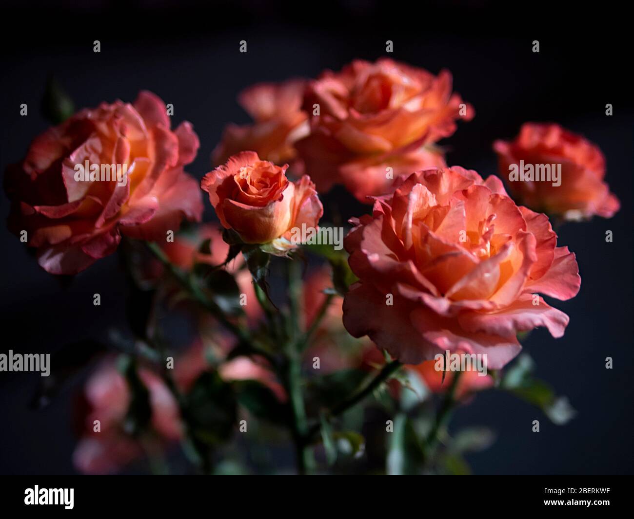 Spray roses hi-res stock photography and images - Alamy