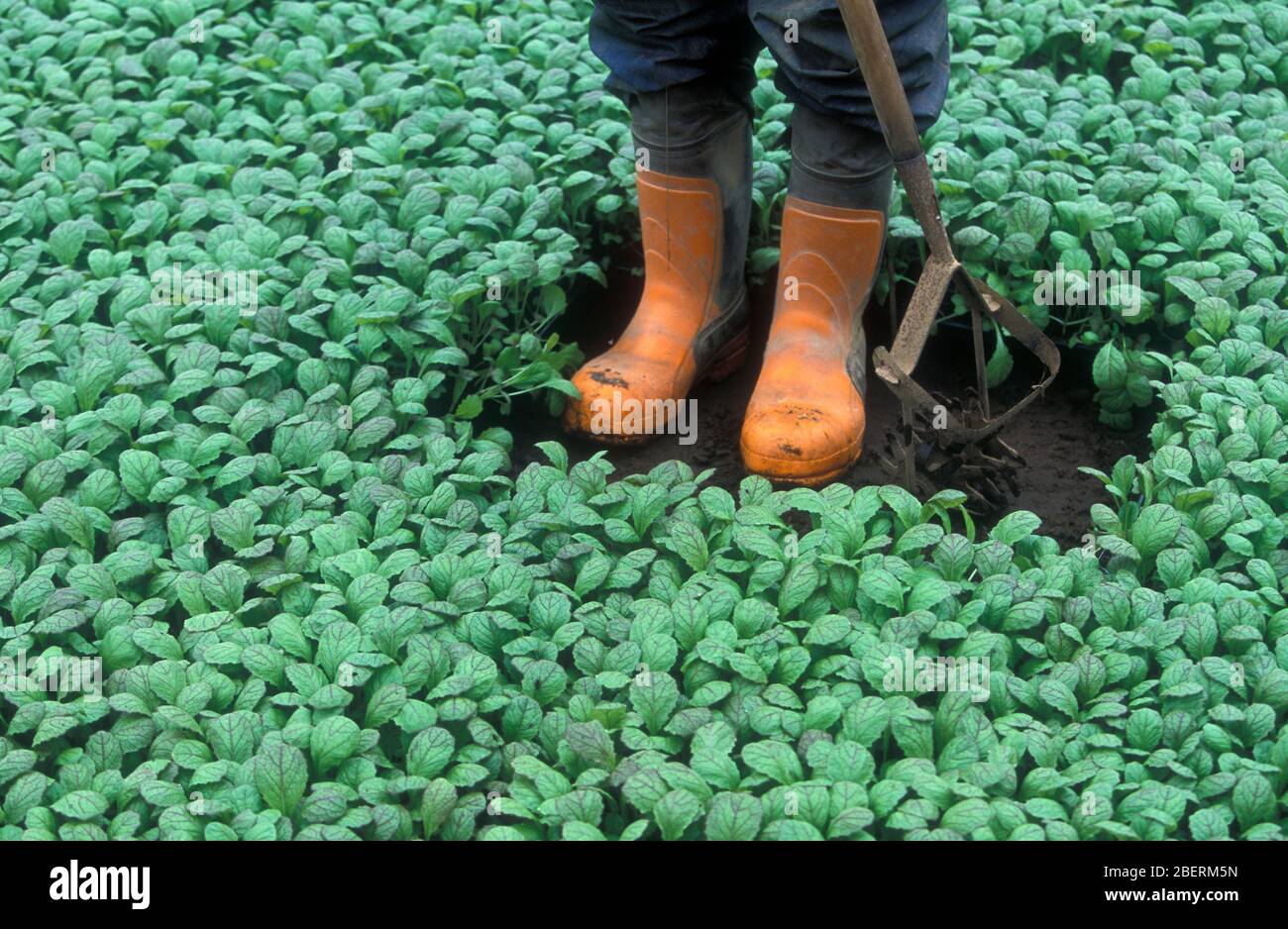 Herb plats hi-res stock photography and images - Alamy