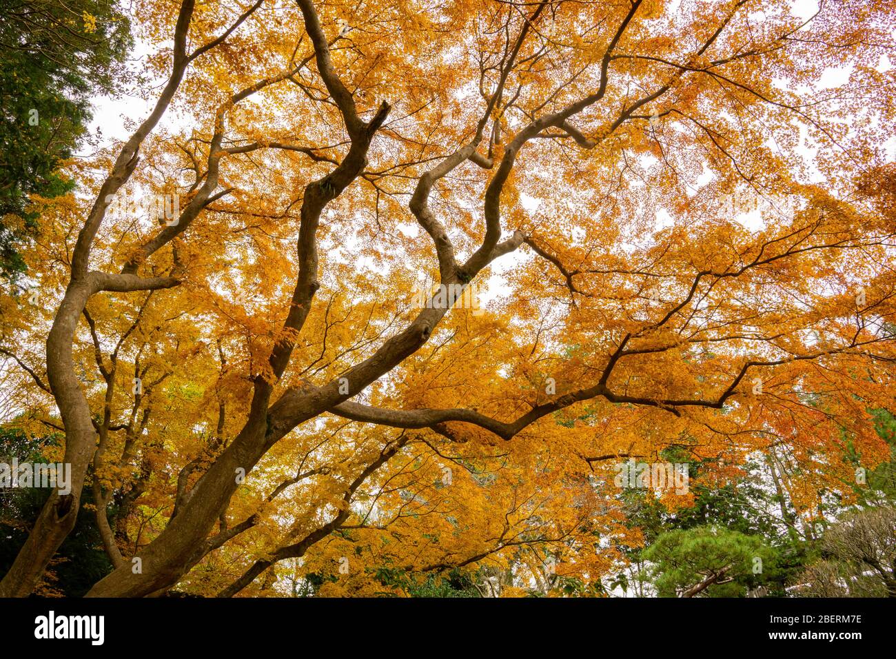 Naritasan Shinshoji Temple was attached with Naritasan Park in Narita ...