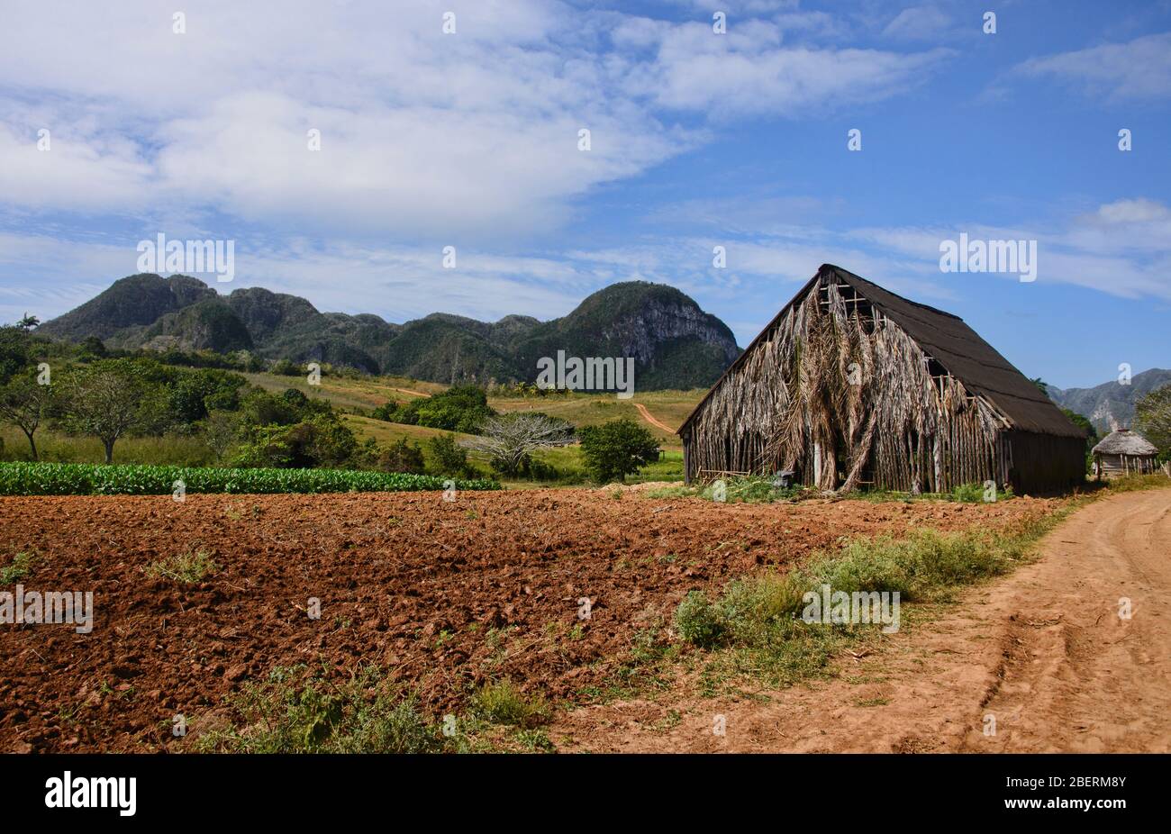 Tobacco fields, Viñales, Cuba Stock Photo - Alamy