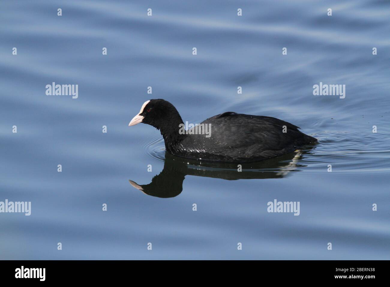 Adult eurasian coot on hi-res stock photography and images - Alamy