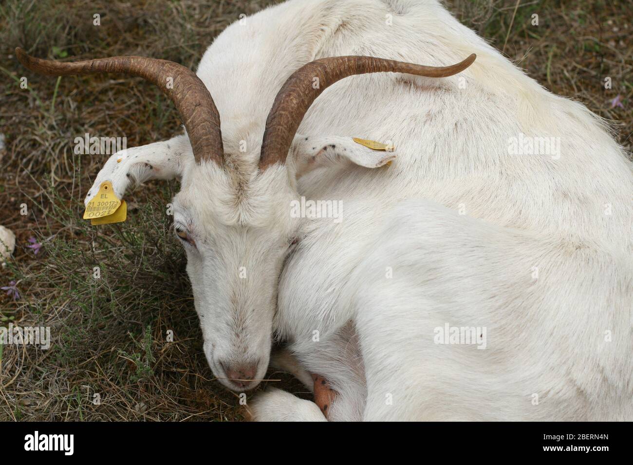 Wild cretan goats kri hi-res stock photography and images - Alamy