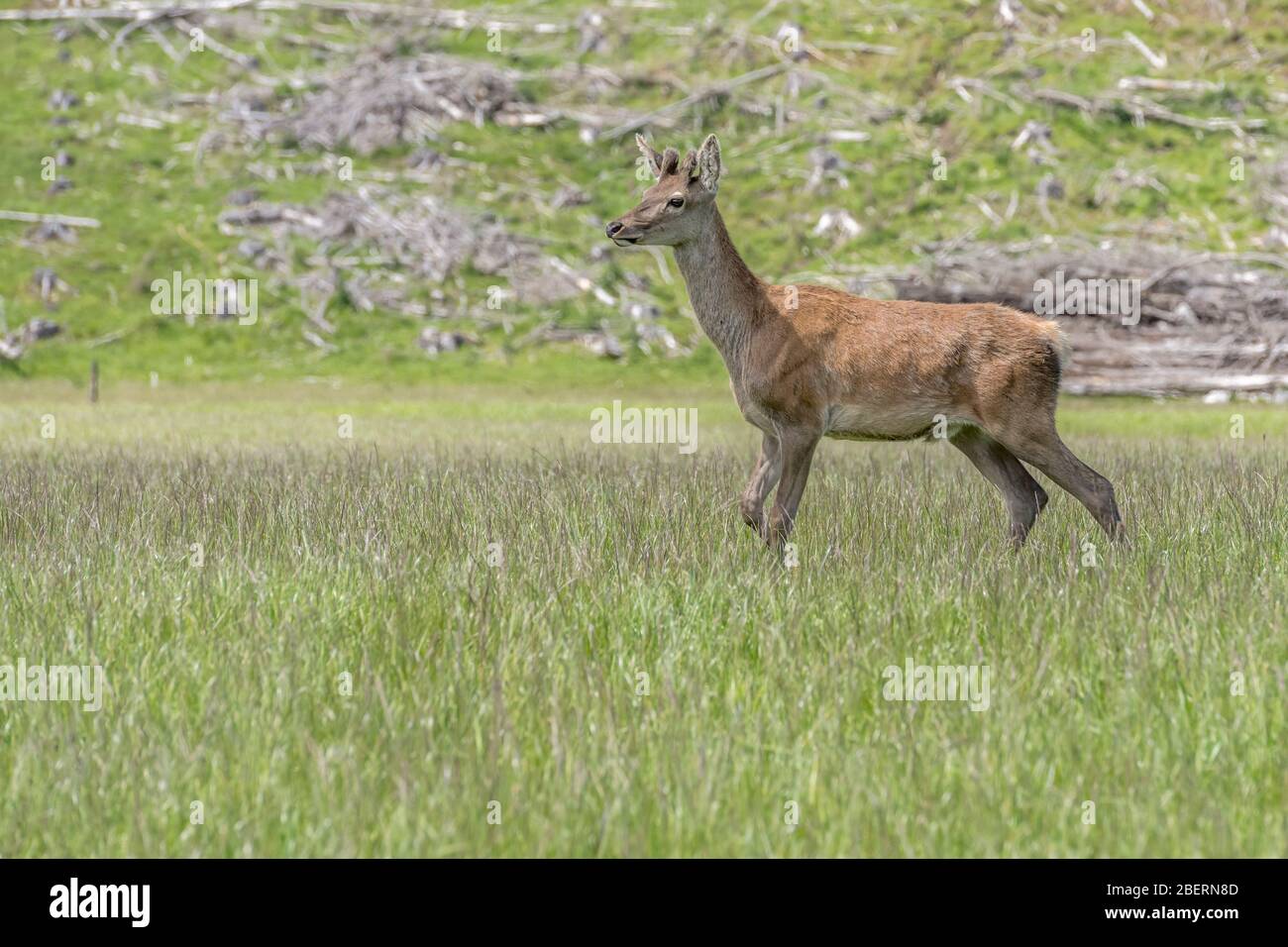 Deer farm new zealand hi-res stock photography and images - Alamy