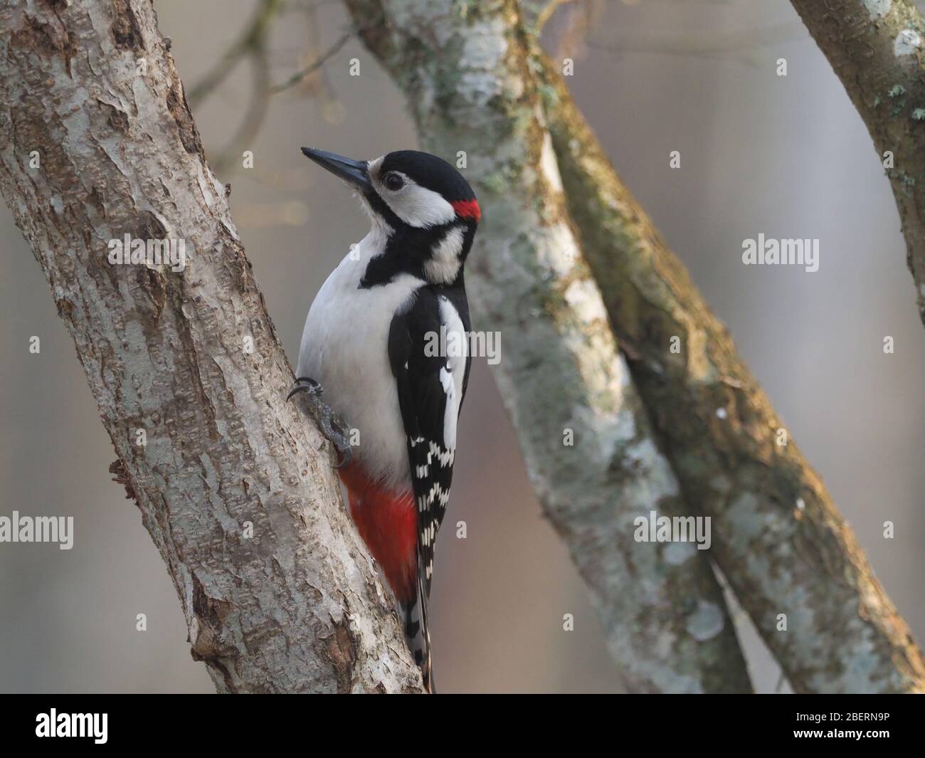 Woodpecker side view hi-res stock photography and images - Alamy