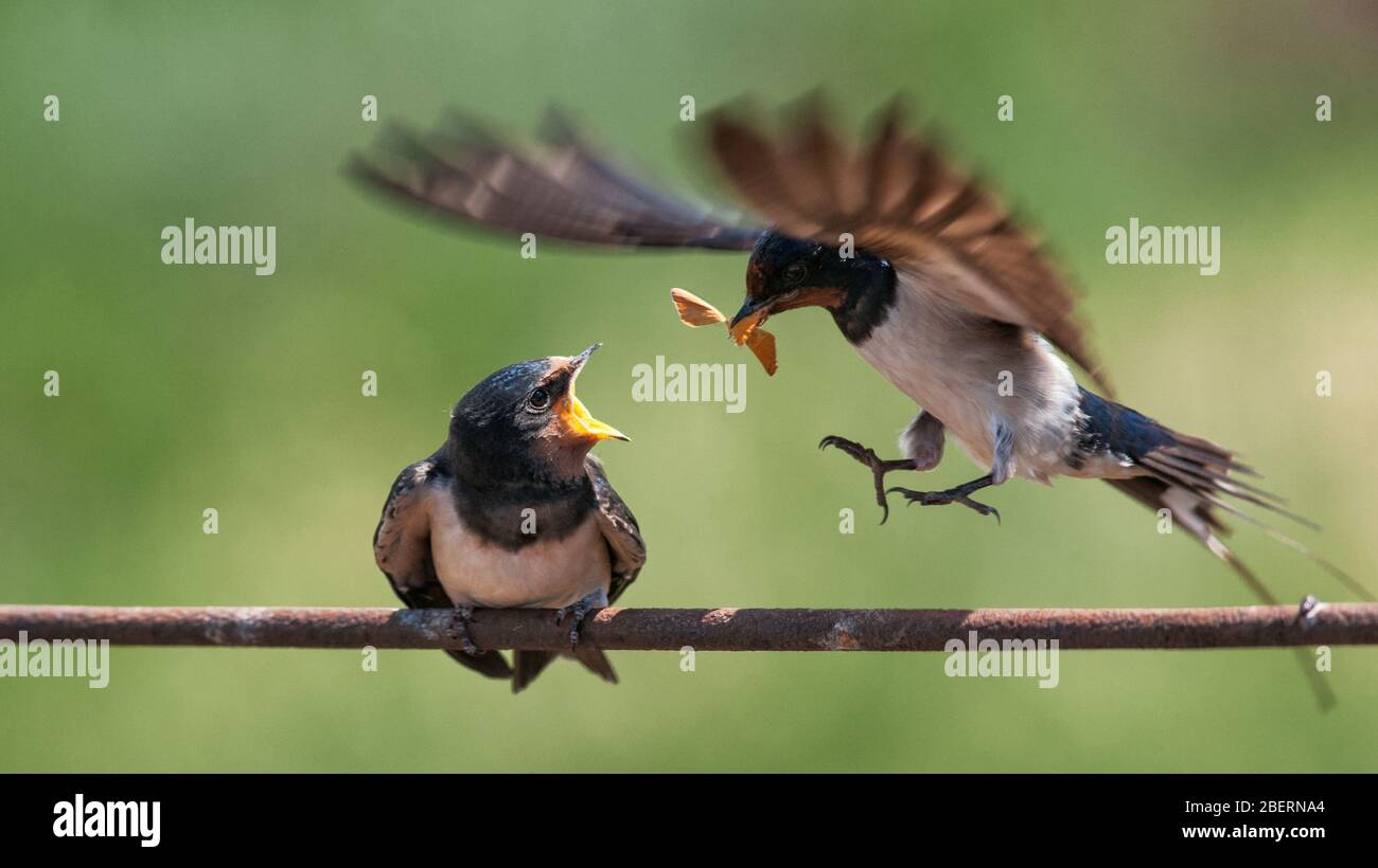 Barn swallow Hirundo rustica, feeding her nestling in flight Stock ...