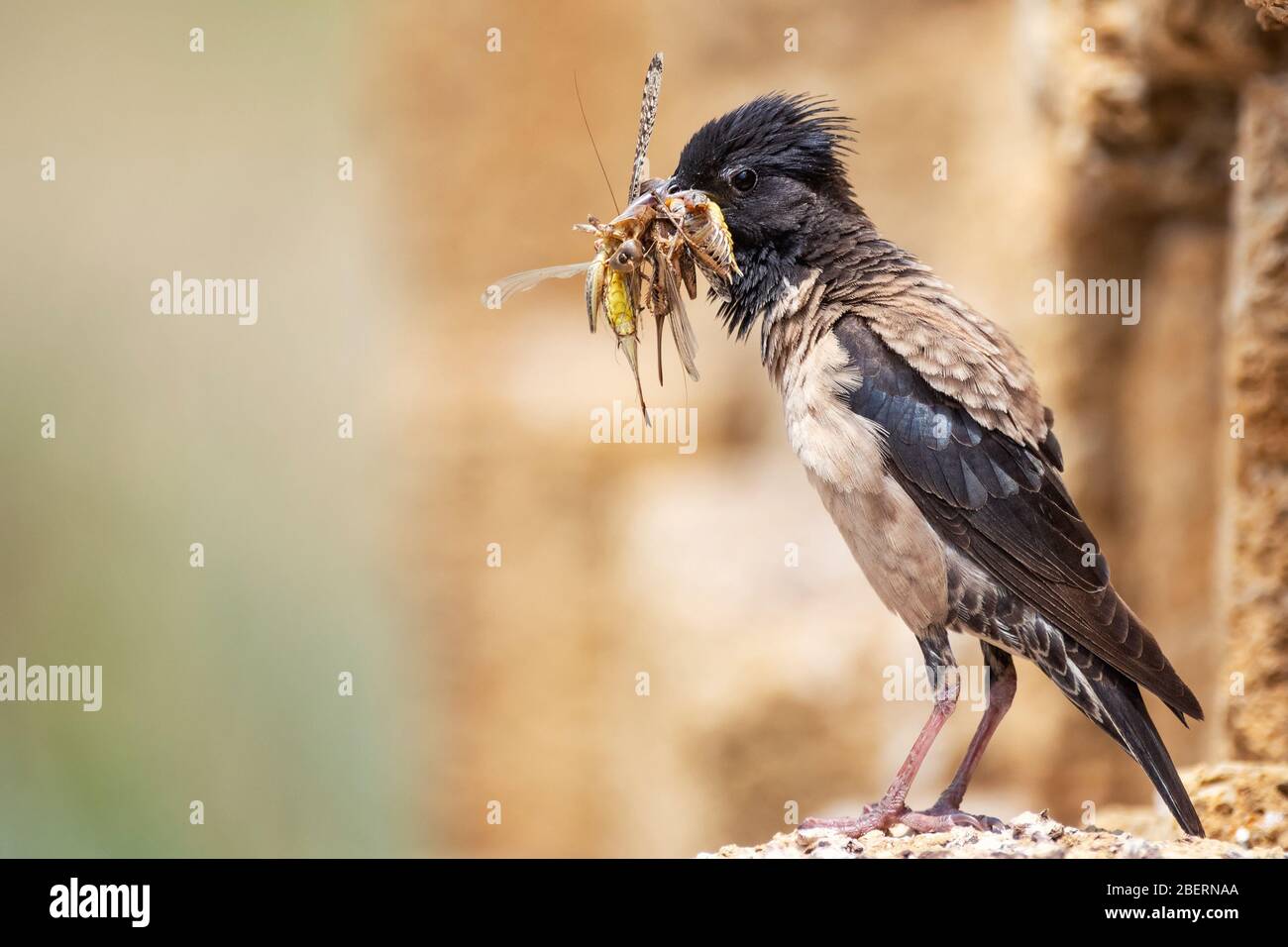 The rosy Starling Sturnus roseus sits on a stone with a bunch of ...