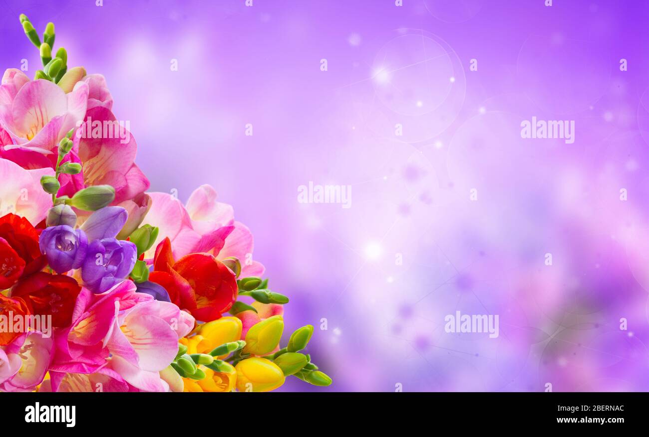 Fresh freesia flowers Stock Photo - Alamy