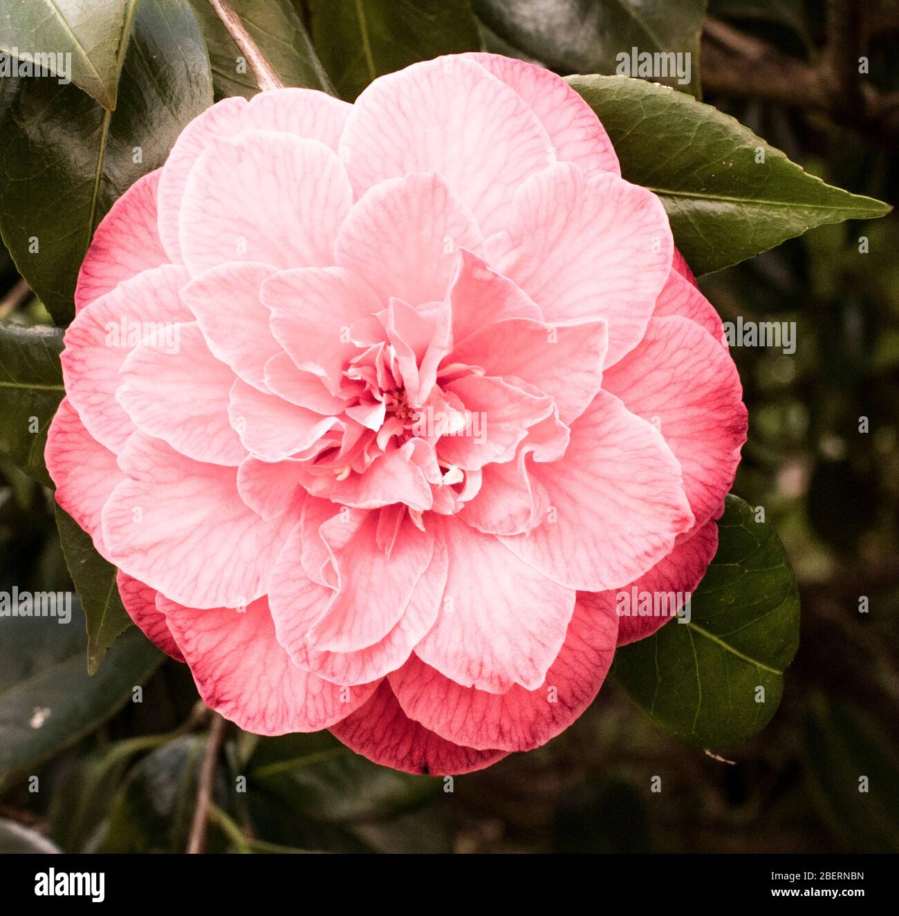 Close-up of full-blown flower growing in a communal garden in ...