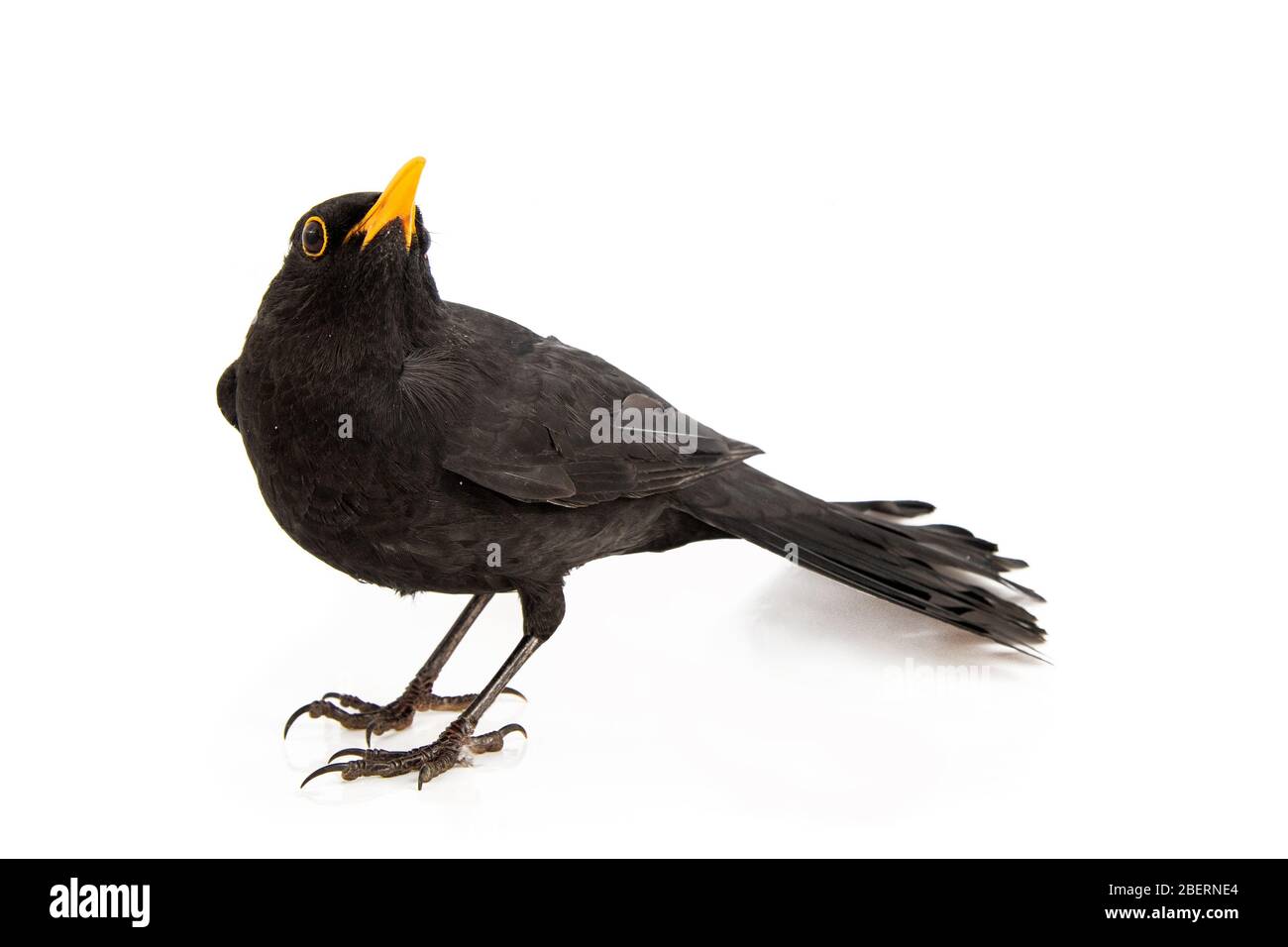 Turdus merula, Eurasian Blackbird isolated on white background Stock ...
