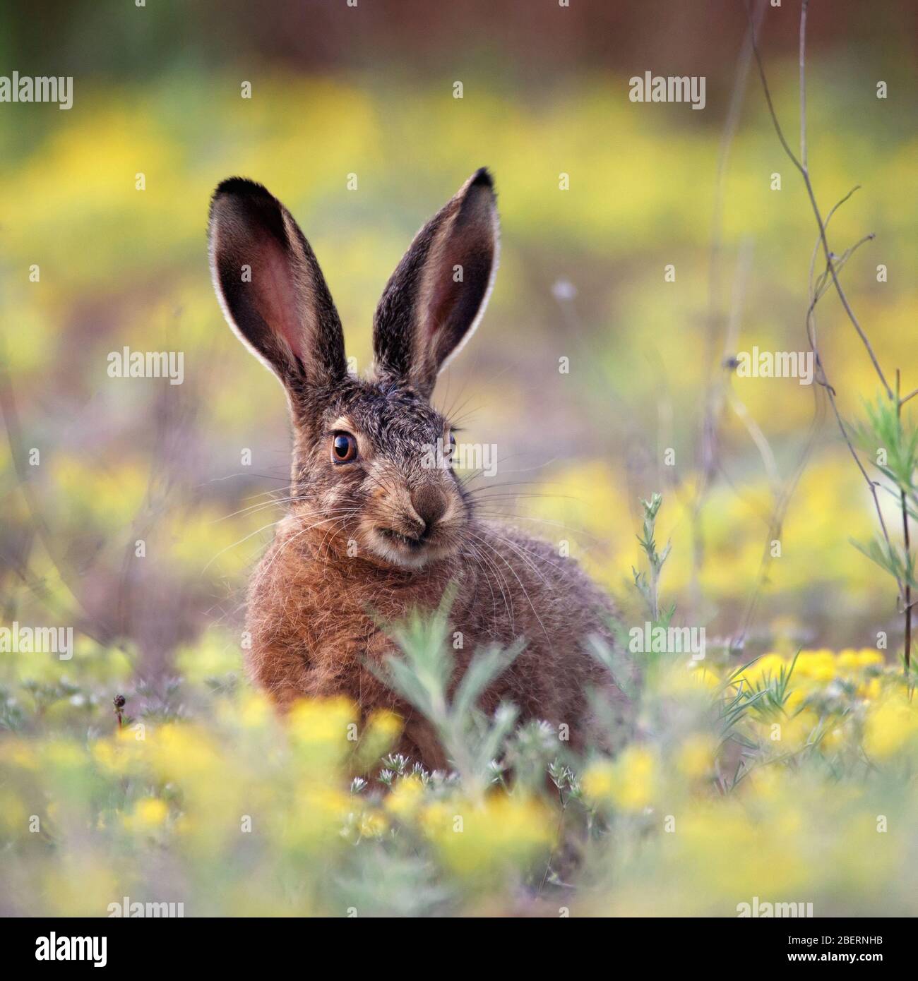 Hare stands hi-res stock photography and images - Alamy
