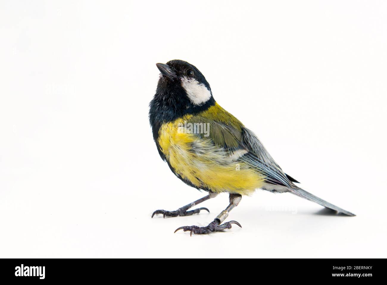 Male great tit, Parus major, isolated on white bird Stock Photo - Alamy