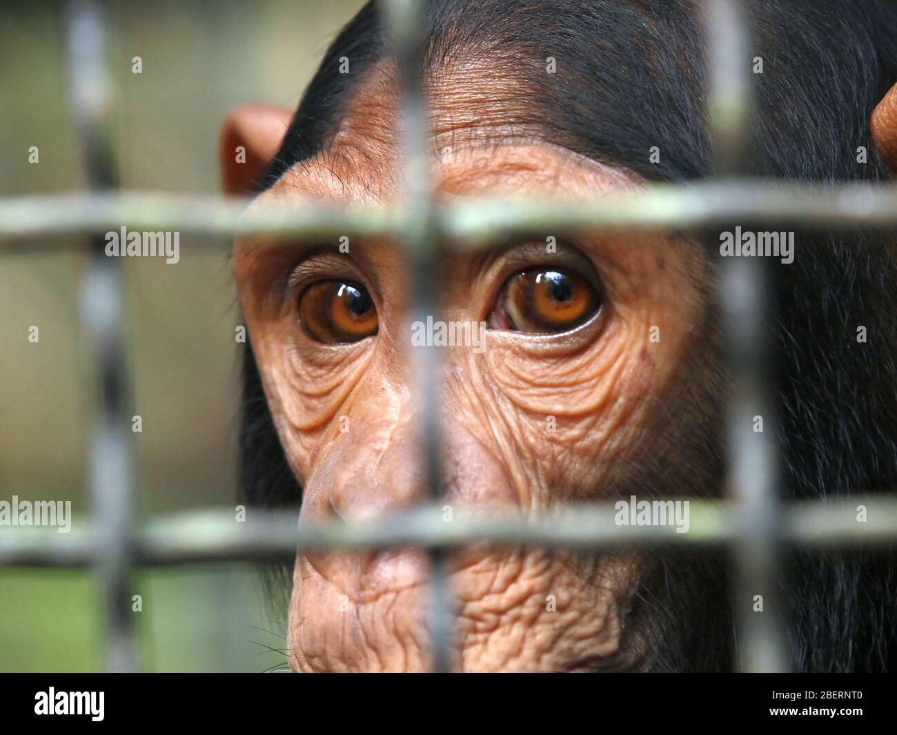Human eye ape trapped in a cage Stock Photo - Alamy