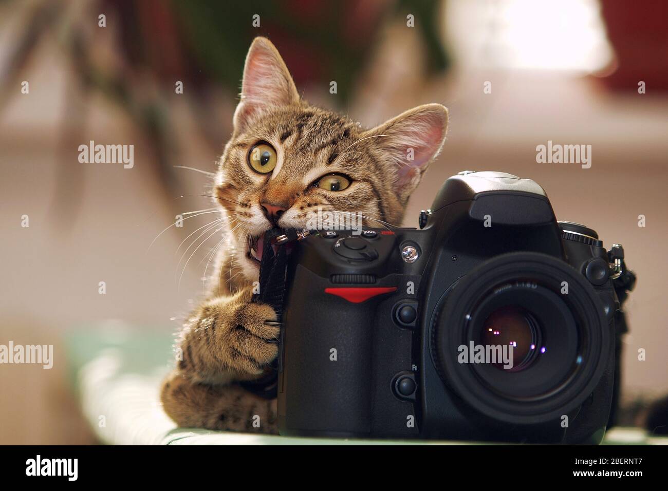 Camera slr phone hi-res stock photography and images - Alamy