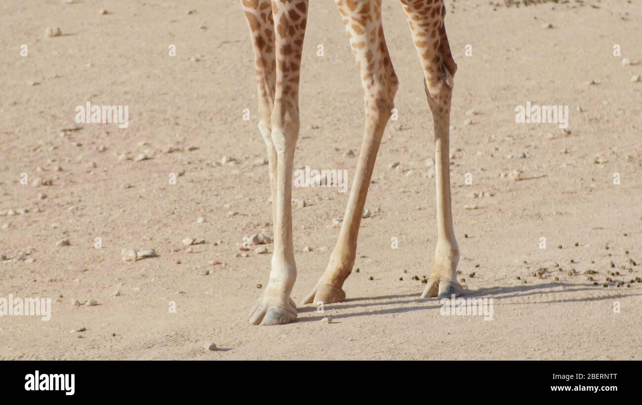Feet of a giraffe in a zoo on a sunny day Stock Photo - Alamy