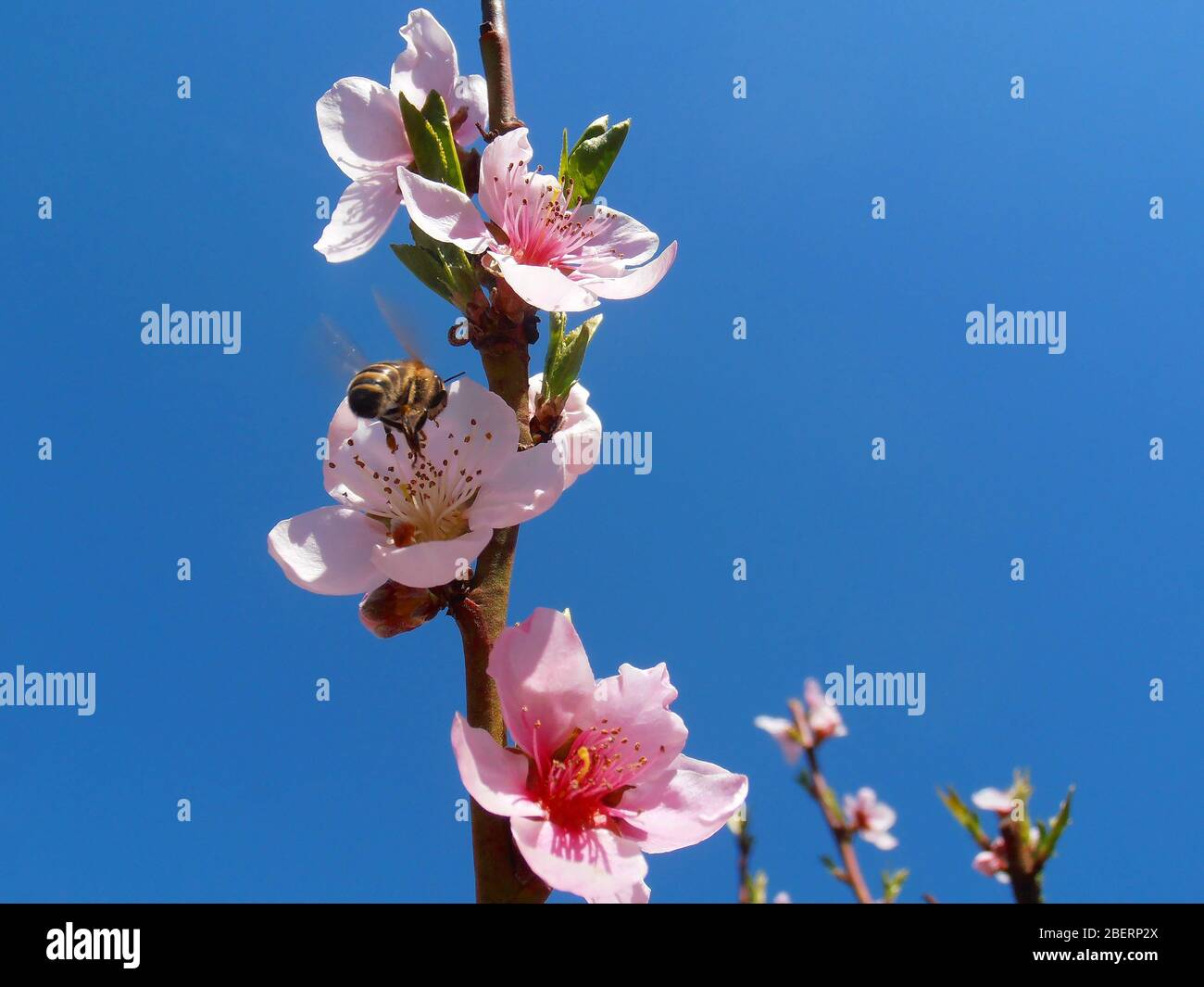 Bee On Pink Peach Blossom Branch with soft petals and stamens on blue ...