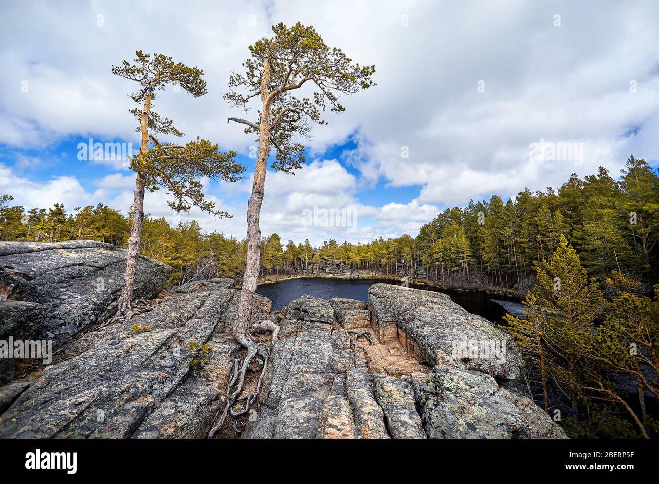 Beautiful view of Pine trees at Lake Saytankol in forest of Karkaraly ...
