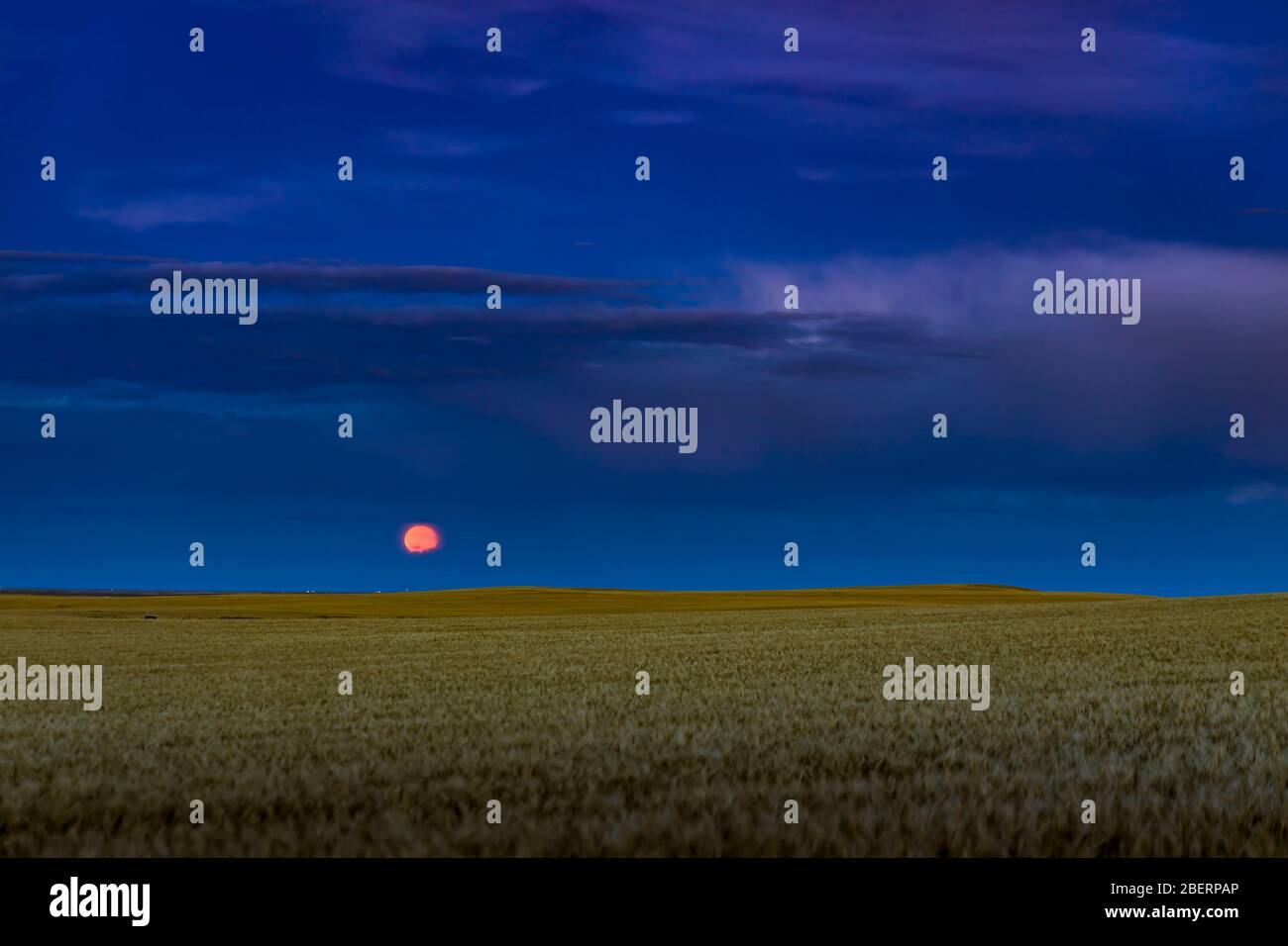 Harvest Moon rising in southern Alberta, Canada Stock Photo - Alamy