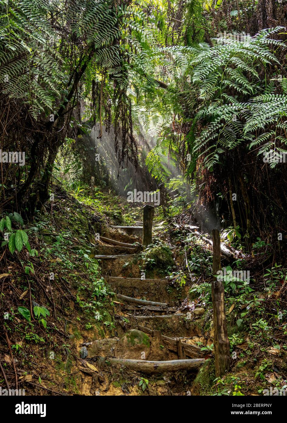Mountain Trail to Pico Turquino, Sierra Maestra, Granma Province, Cuba ...