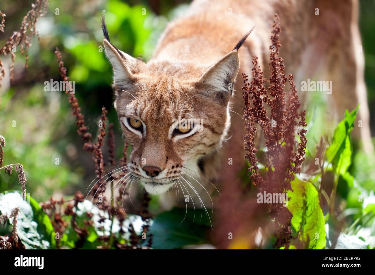 Central asian lynx hi-res stock photography and images - Alamy
