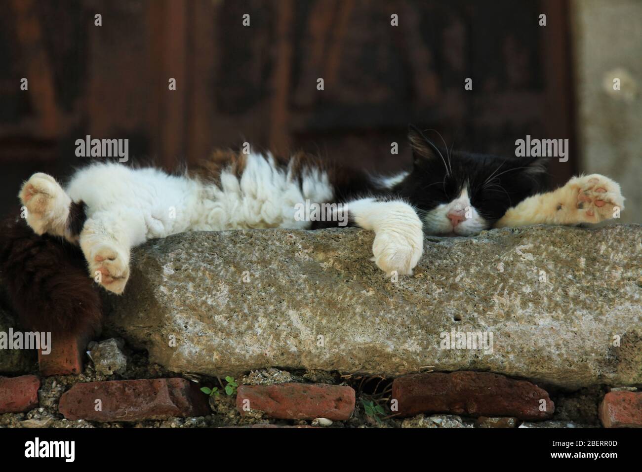 Lazy cat is sleeping in the central part of Istanbul. Hot summer, good ...