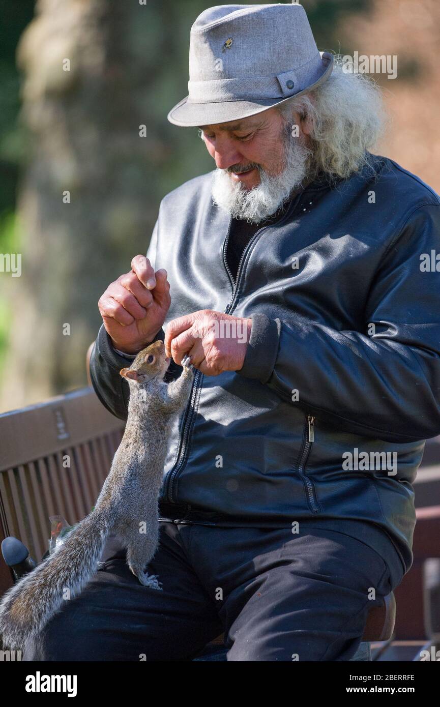 Man sitting on end of park bench feeds squirrel hi-res stock ...