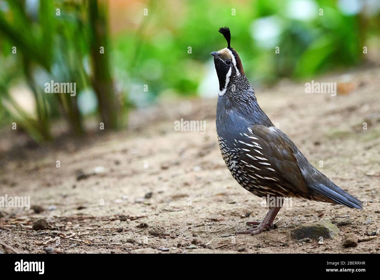 California quail white background hi-res stock photography and images ...
