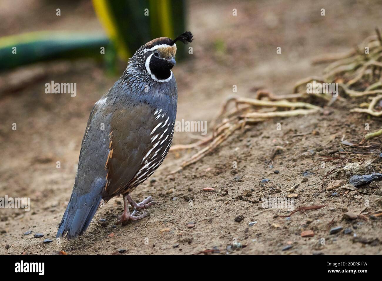 California quail white background hi-res stock photography and images ...