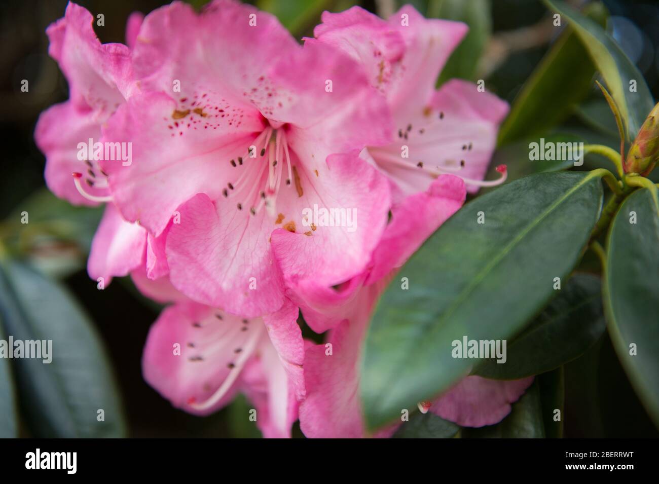 Alamy flower hi-res stock photography and images - Alamy