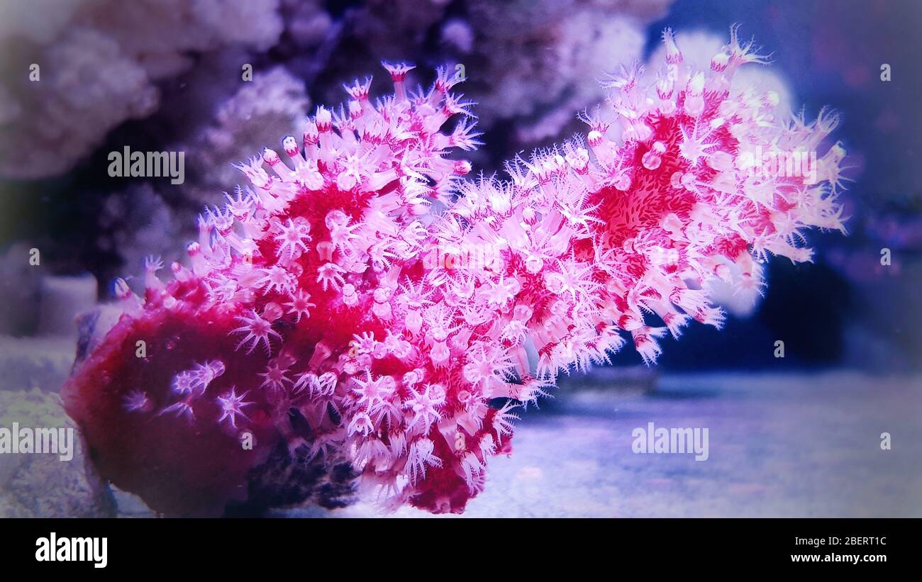 Red Chili Coral - Alcyonium palmatus Stock Photo - Alamy