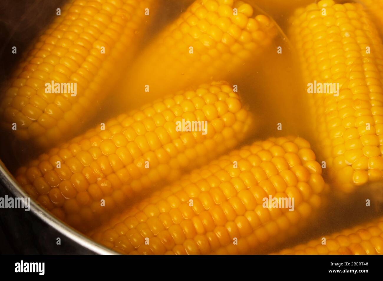 Fresh corn cobs on plant hi-res stock photography and images - Alamy