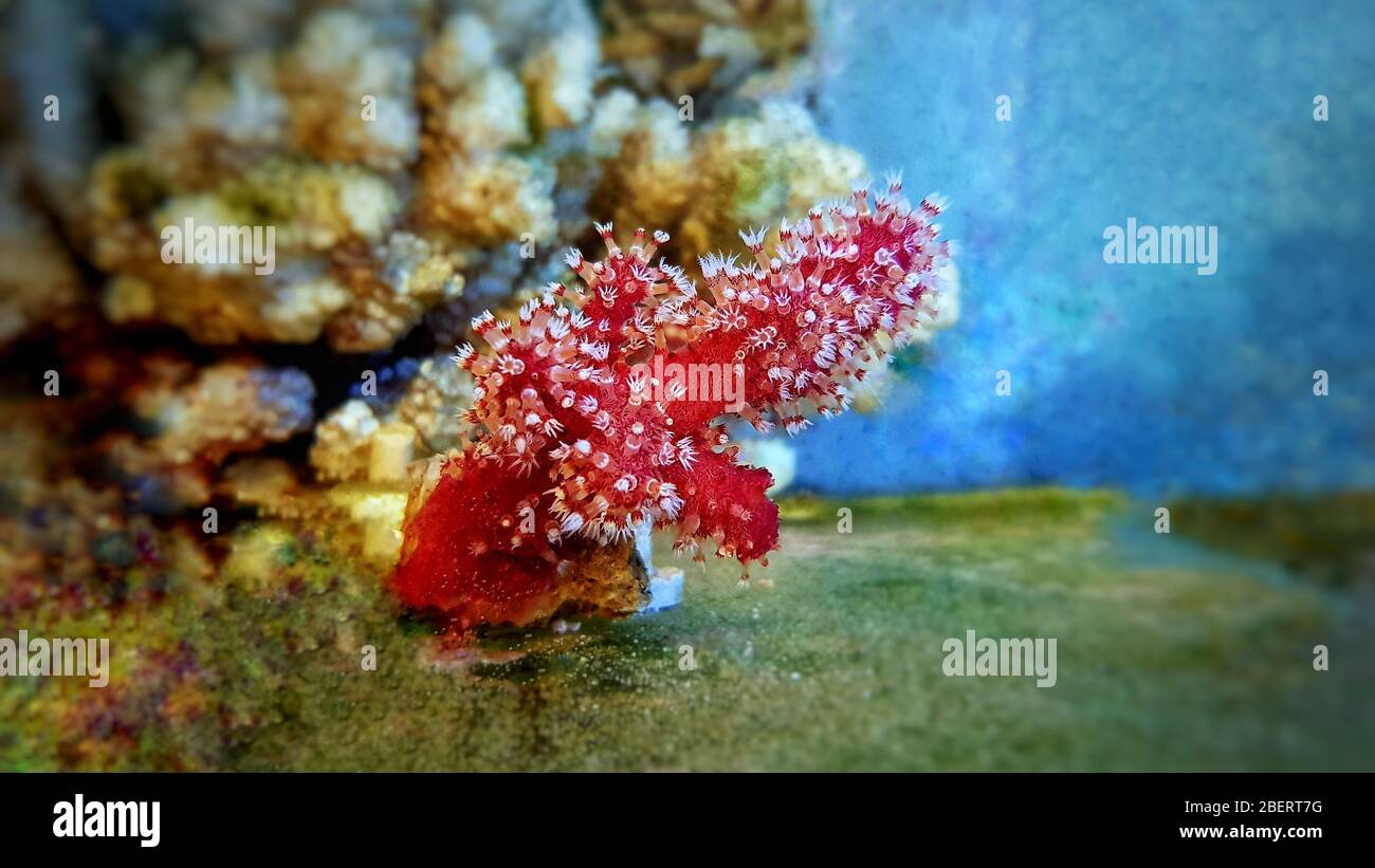 Sponge reef tank hi-res stock photography and images - Alamy