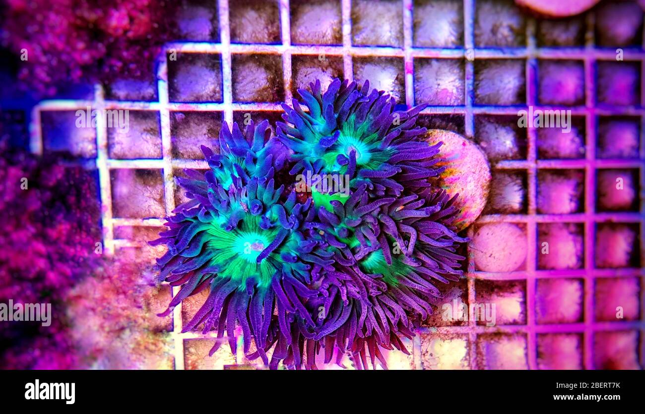 Duncanopsammia is a large polyp stony (LPS) coral - Duncanopsammia ...