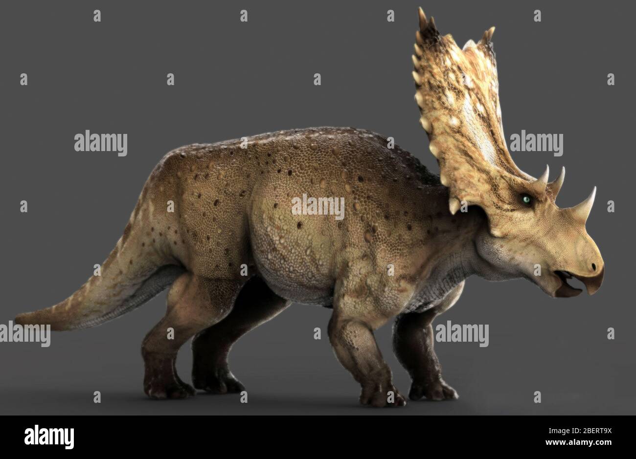 Chasmosaurus dinosaur, side view on gray background Stock Photo - Alamy