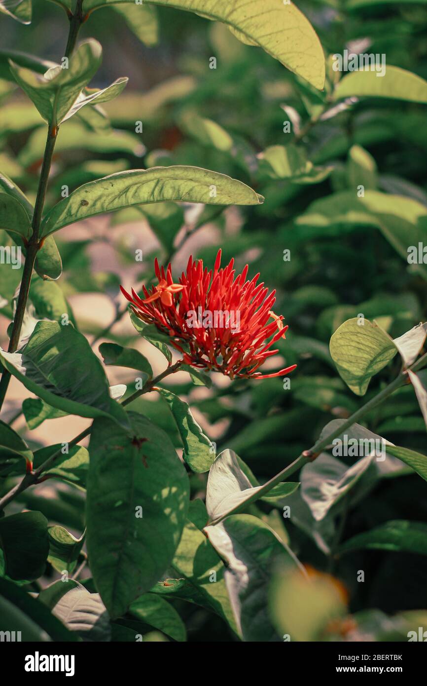 Karachi forest hi-res stock photography and images - Alamy