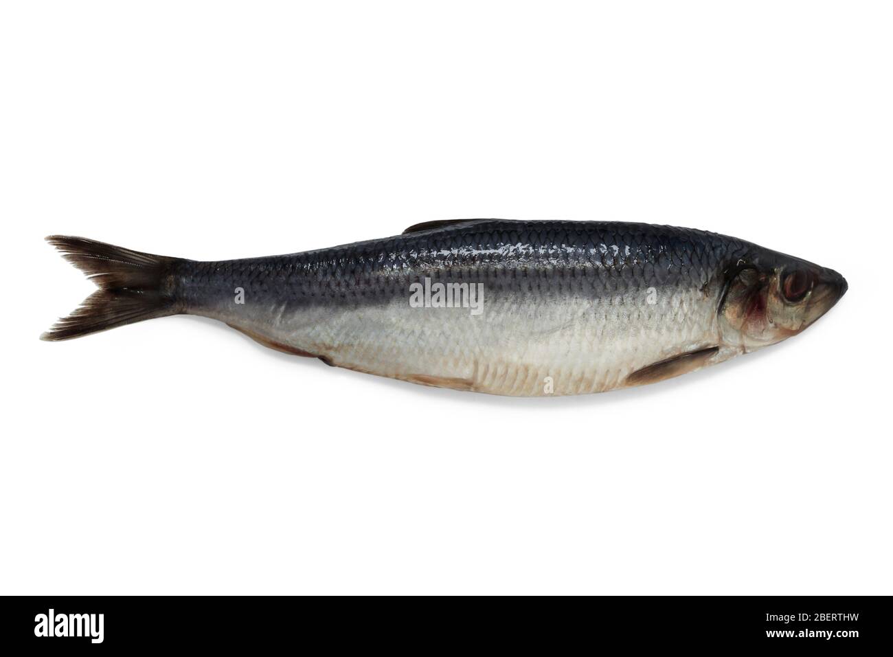 Salted herring close up isolated on white Stock Photo - Alamy